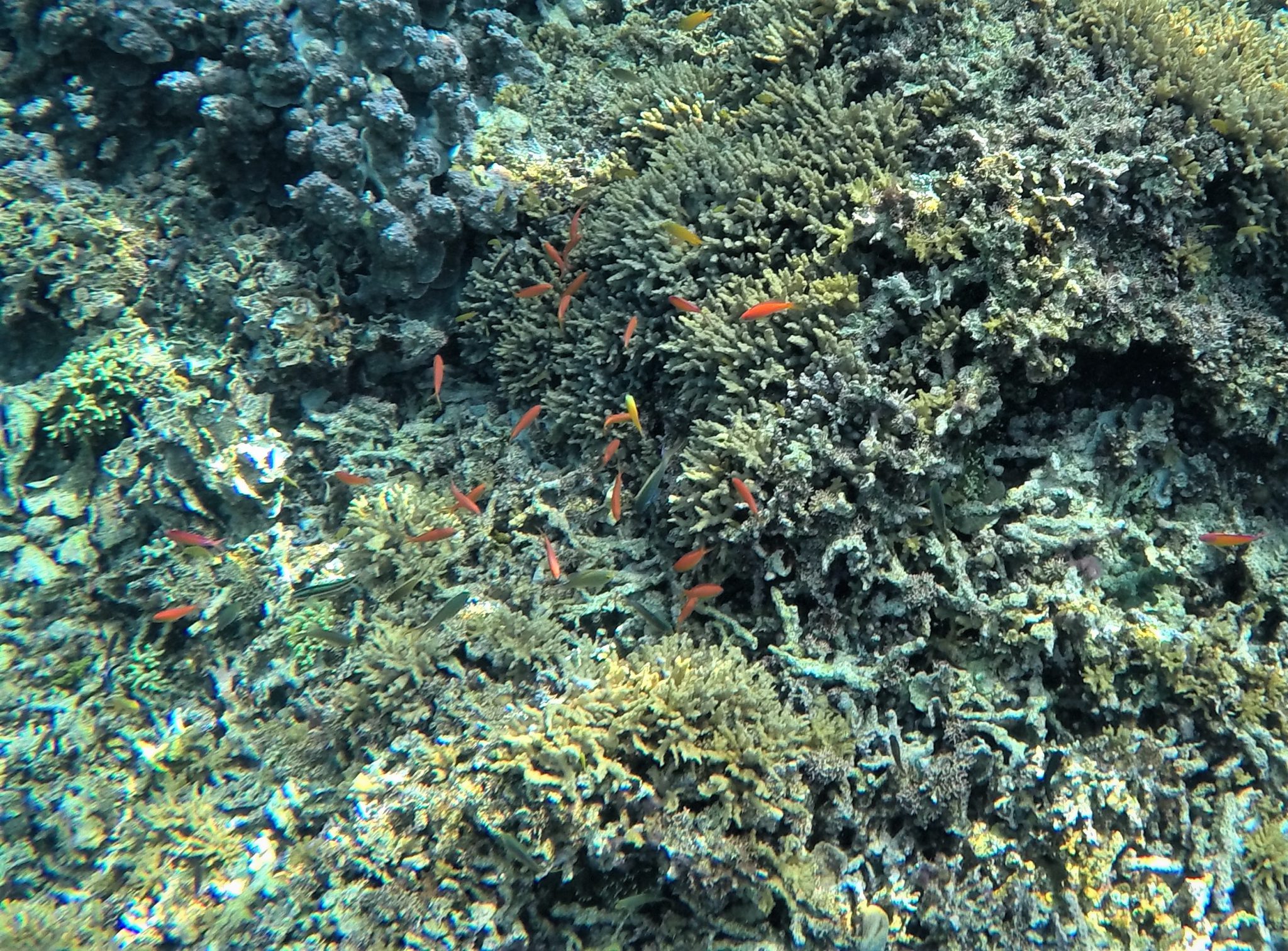 Reef protection – Reef Guardian e.V.