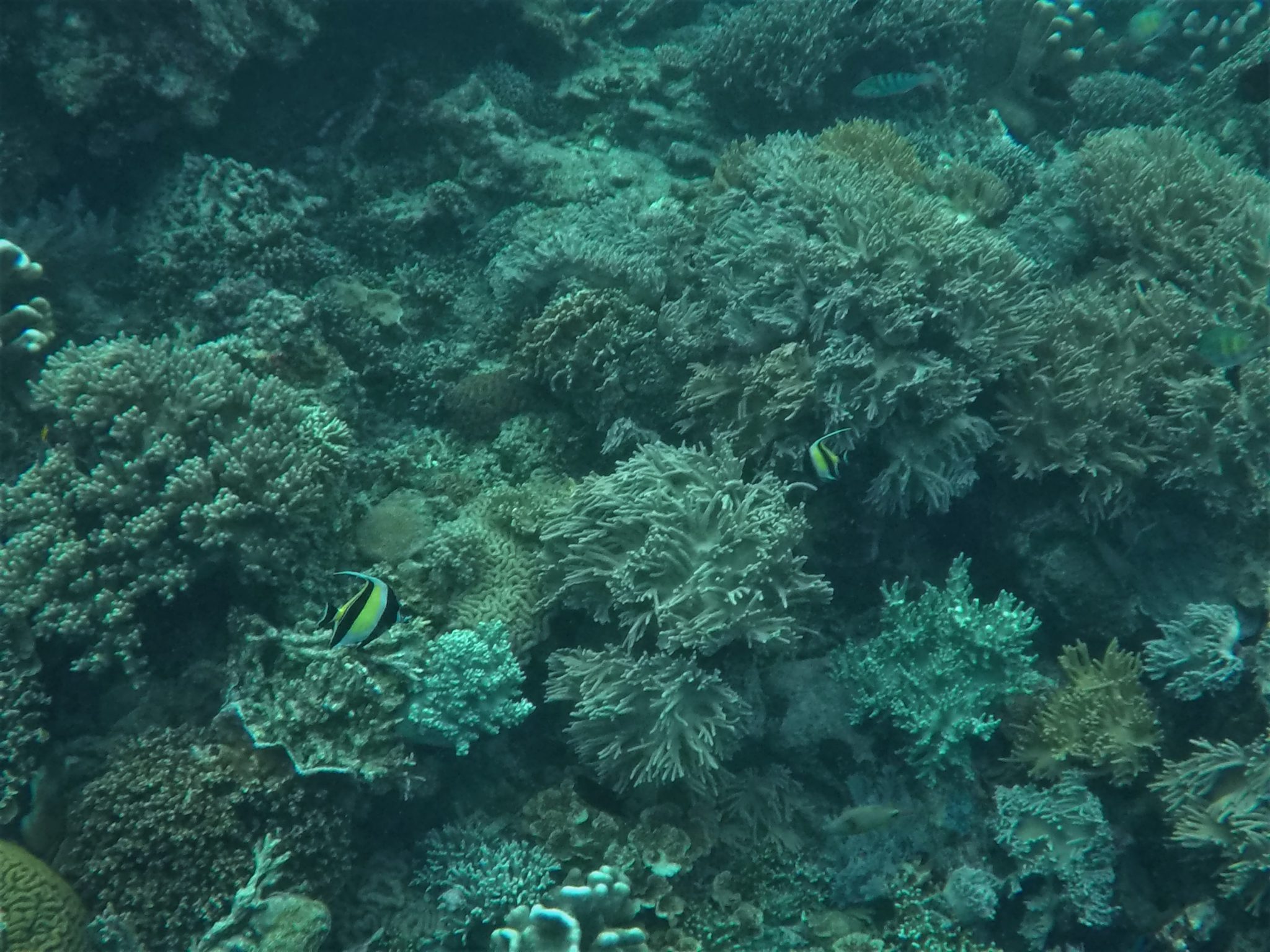 Reef protection – Reef Guardian e.V.