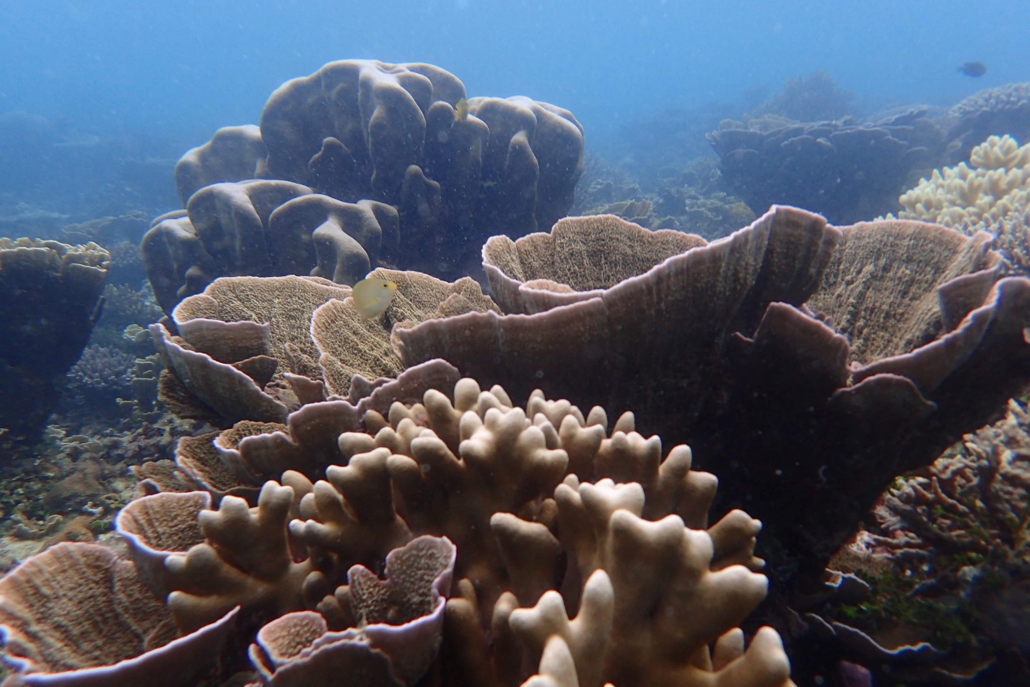 Reef protection – Reef Guardian e.V.