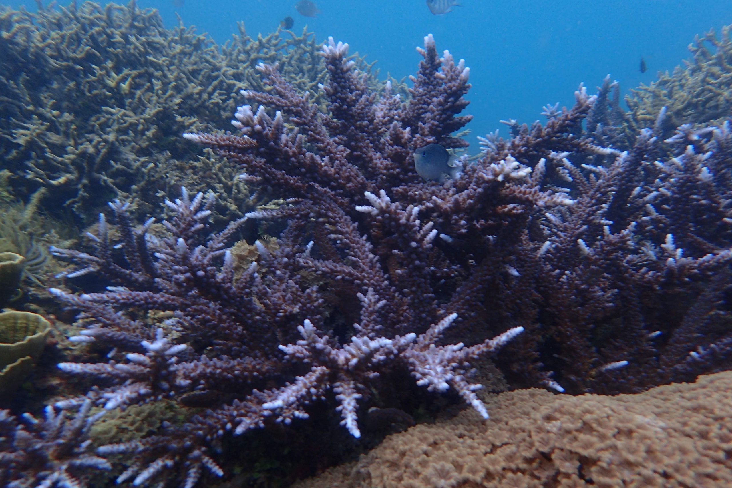 Reef protection – Reef Guardian e.V.