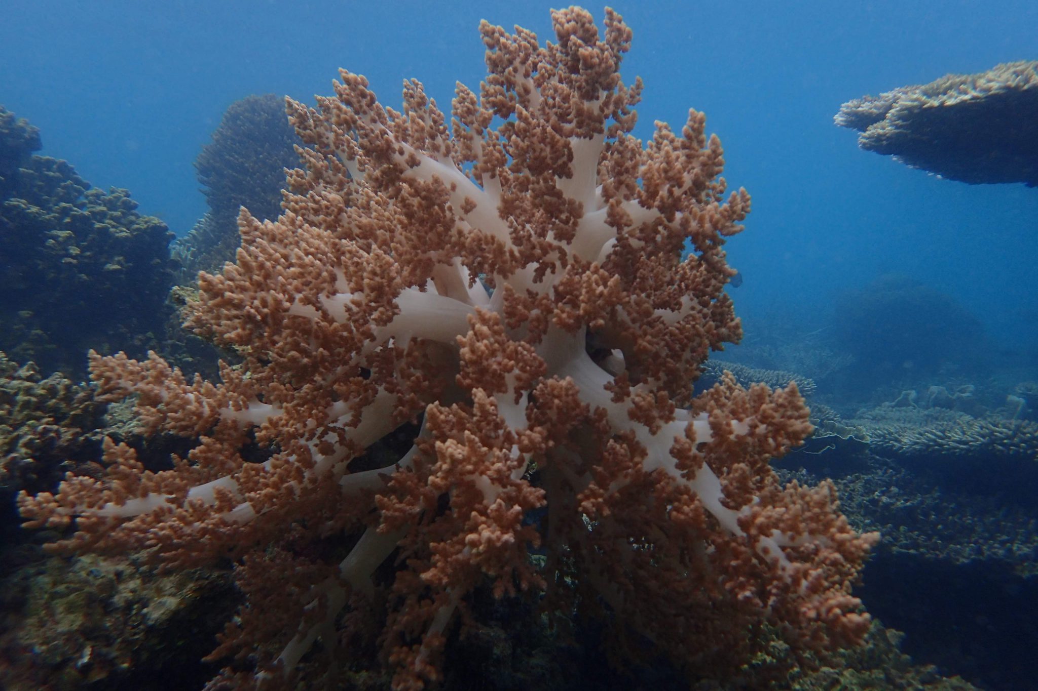 Reef protection – Reef Guardian e.V.