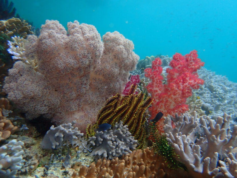 Reef protection – Reef Guardian e.V.